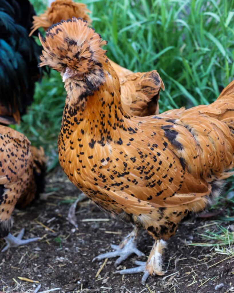 Breed Profile: Pavlovskaya Chicken - Backyard Poultry